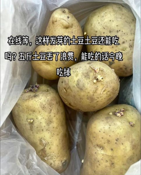 土豆发芽了把芽去掉还能吃吗_土豆长芽削掉后有毒吗-第3张图片-山城妙识 土豆发芽了把芽去掉还能吃吗_土豆长芽削掉后有毒吗-第3张图片-山城妙识