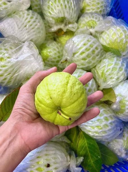 番石榴降血糖吗_番石榴怎么吃降糖效果好-第3张图片-山城妙识 番石榴降血糖吗_番石榴怎么吃降糖效果好-第3张图片-山城妙识