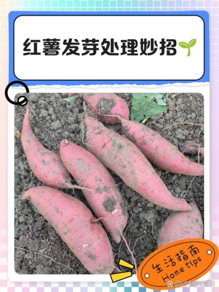 大薯怎么保存不发芽_大薯发芽还能吃吗-第3张图片-山城妙识