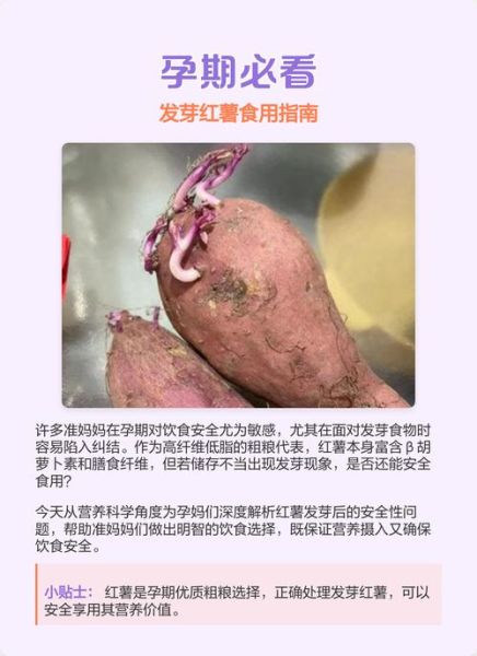 大薯怎么保存不发芽_大薯发芽还能吃吗-第2张图片-山城妙识