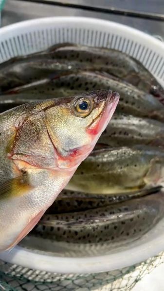 海鲈鱼图片多少钱一斤_海鲈鱼价格行情-第1张图片-山城妙识