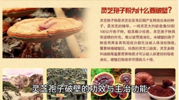 灵芝的副作用太大了_如何安全服用-第3张图片-山城妙识