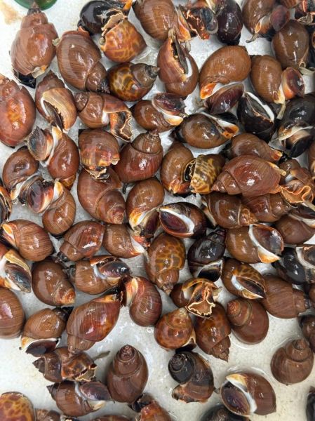 青口螺怎么清洗_青口螺的营养价值-第3张图片-山城妙识 青口螺怎么清洗_青口螺的营养价值-第3张图片-山城妙识