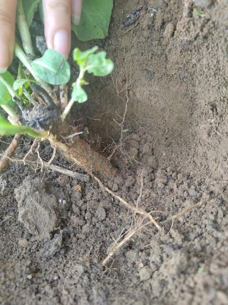 地骨皮图片长什么样_地骨皮真假辨别方法-第1张图片-山城妙识