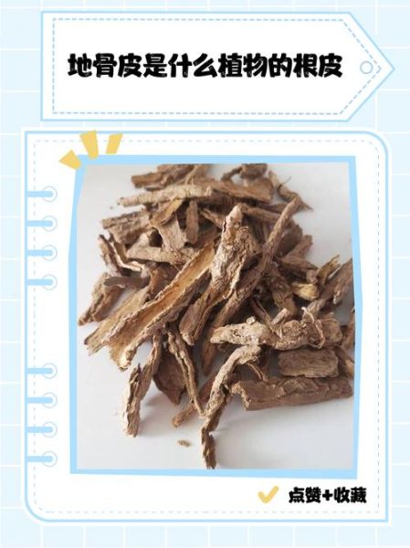 地骨皮图片长什么样_地骨皮真假辨别方法-第2张图片-山城妙识