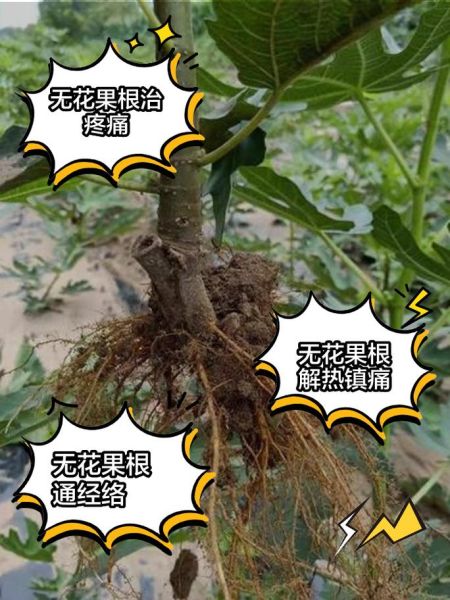 无花果治痔疮偏方大全_无花果治痔疮有效吗-第1张图片-山城妙识
