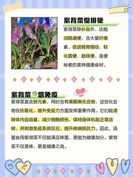 紫背菜什么人不能吃_孕妇能吃吗-第2张图片-山城妙识