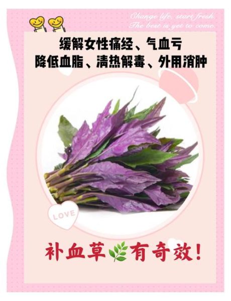 紫背菜什么人不能吃_孕妇能吃吗-第1张图片-山城妙识