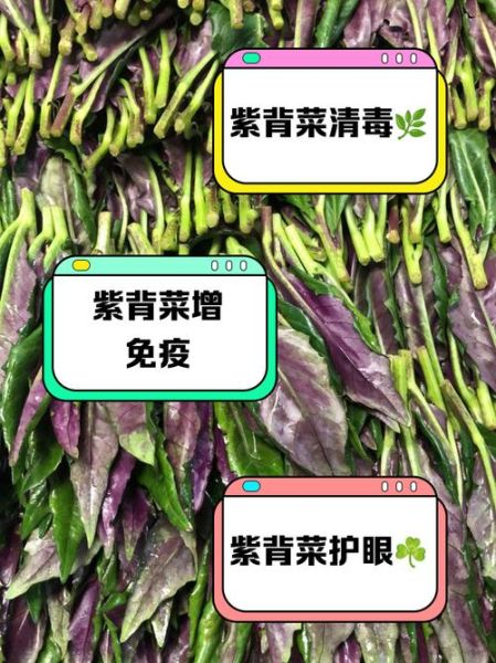 紫背菜什么人不能吃_孕妇能吃吗-第3张图片-山城妙识