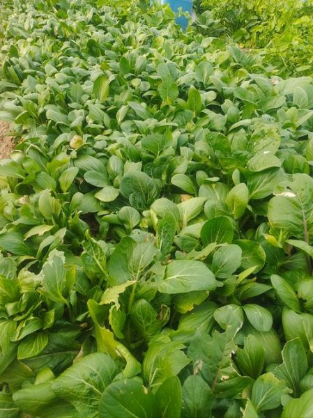 小青菜图片大全_小青菜品种有哪些-第1张图片-山城妙识