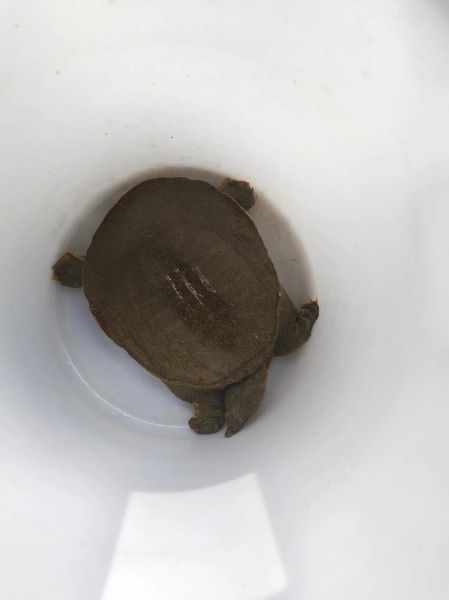 野生甲鱼能吃吗_野生甲鱼营养价值-第1张图片-山城妙识