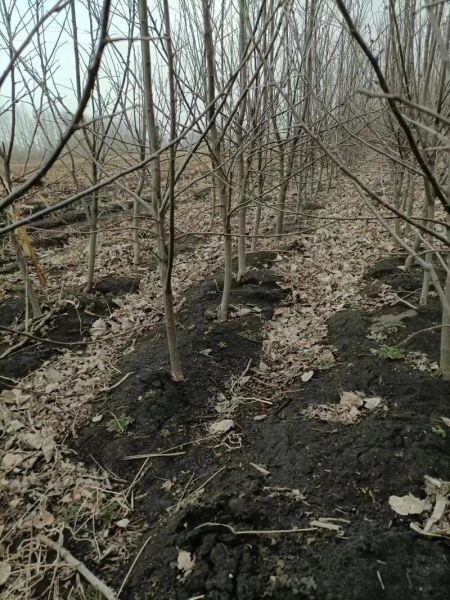 鸡心果树苗多少钱一棵_鸡心果树苗价格表-第1张图片-山城妙识 鸡心果树苗多少钱一棵_鸡心果树苗价格表-第1张图片-山城妙识