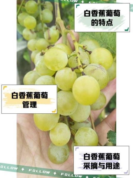 白葡萄的功效与作用及禁忌_哪些人不能吃-第1张图片-山城妙识 白葡萄的功效与作用及禁忌_哪些人不能吃-第1张图片-山城妙识