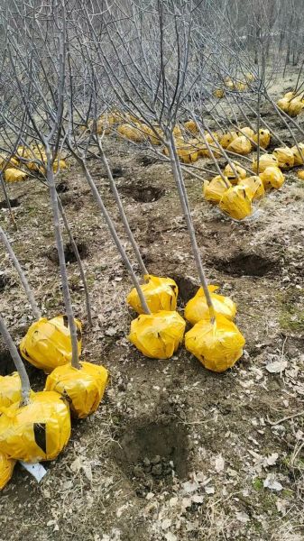 鸡心果树苗多少钱一棵_鸡心果树苗价格表-第2张图片-山城妙识 鸡心果树苗多少钱一棵_鸡心果树苗价格表-第2张图片-山城妙识