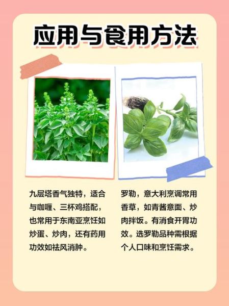 九层塔和罗勒的区别_罗勒和九层塔哪个更香-第1张图片-山城妙识 九层塔和罗勒的区别_罗勒和九层塔哪个更香-第1张图片-山城妙识