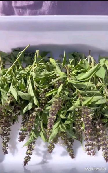 九层塔和罗勒的区别_罗勒和九层塔哪个更香-第2张图片-山城妙识 九层塔和罗勒的区别_罗勒和九层塔哪个更香-第2张图片-山城妙识