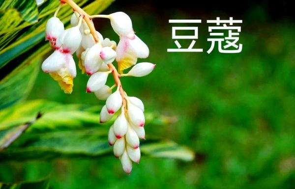 豆蔻是什么意思_豆蔻指什么年龄-第3张图片-山城妙识 豆蔻是什么意思_豆蔻指什么年龄-第3张图片-山城妙识