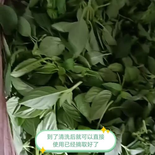 九层塔和罗勒的区别_罗勒和九层塔哪个更香-第3张图片-山城妙识 九层塔和罗勒的区别_罗勒和九层塔哪个更香-第3张图片-山城妙识