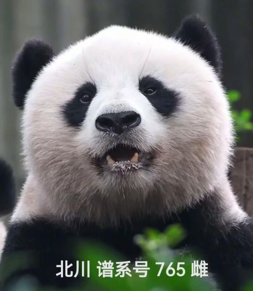 熊猫的拼音怎么写_熊猫拼音声调是几声-第1张图片-山城妙识 熊猫的拼音怎么写_熊猫拼音声调是几声-第1张图片-山城妙识