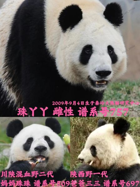 熊猫的拼音怎么写_熊猫拼音声调是几声-第3张图片-山城妙识 熊猫的拼音怎么写_熊猫拼音声调是几声-第3张图片-山城妙识