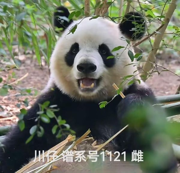 熊猫的拼音怎么写_熊猫拼音声调是几声-第2张图片-山城妙识 熊猫的拼音怎么写_熊猫拼音声调是几声-第2张图片-山城妙识