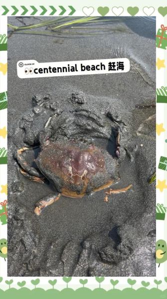 螃蟹怎么抓不会被夹_抓螃蟹不夹手技巧-第3张图片-山城妙识 螃蟹怎么抓不会被夹_抓螃蟹不夹手技巧-第3张图片-山城妙识