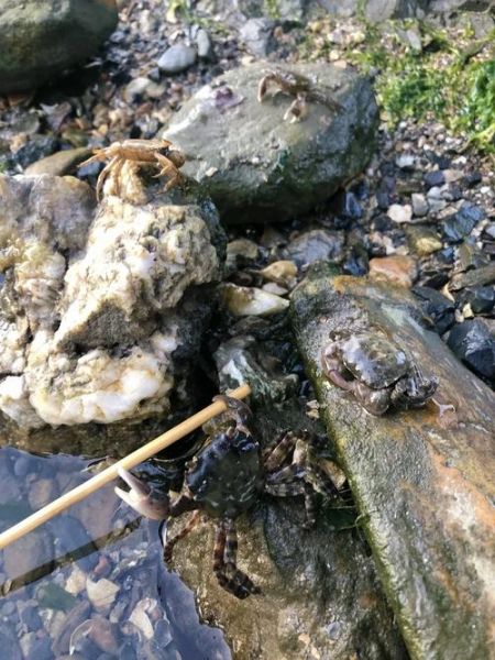 螃蟹怎么抓不会被夹_抓螃蟹不夹手技巧-第1张图片-山城妙识 螃蟹怎么抓不会被夹_抓螃蟹不夹手技巧-第1张图片-山城妙识