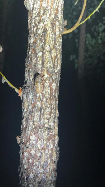 知了叫声视频怎么拍_知了为什么一直叫-第1张图片-山城妙识 知了叫声视频怎么拍_知了为什么一直叫-第1张图片-山城妙识