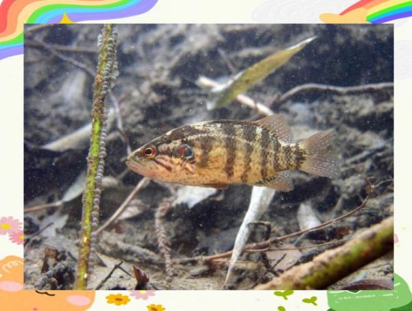 水鳜怎么读_水鳜读音是什么-第3张图片-山城妙识 水鳜怎么读_水鳜读音是什么-第3张图片-山城妙识