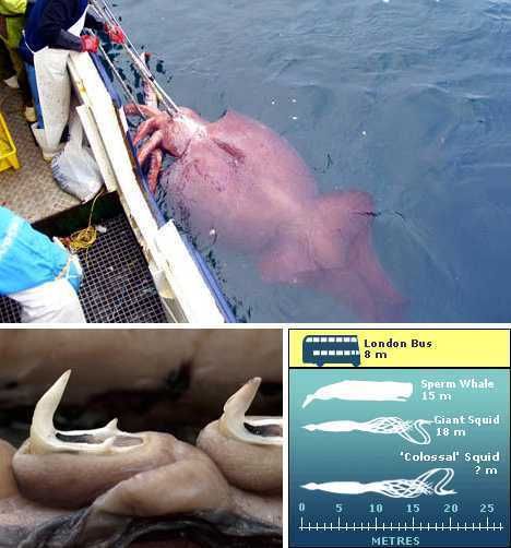 大王酸浆鱿有多大_大王酸浆鱿最大个体记录-第1张图片-山城妙识 大王酸浆鱿有多大_大王酸浆鱿最大个体记录-第1张图片-山城妙识