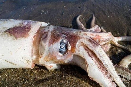 大王酸浆鱿有多大_大王酸浆鱿最大个体记录-第2张图片-山城妙识 大王酸浆鱿有多大_大王酸浆鱿最大个体记录-第2张图片-山城妙识