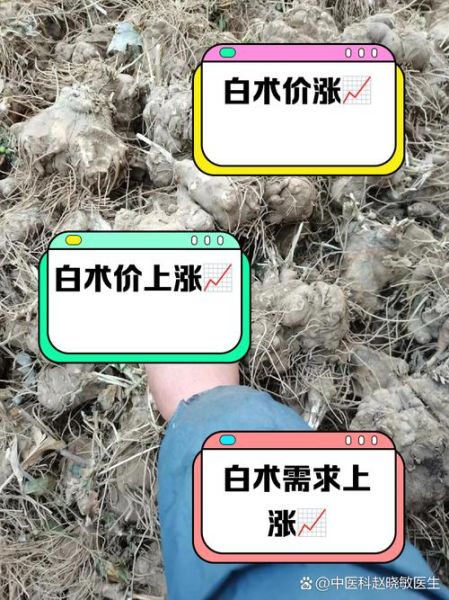 白术多少钱一克_白术价格影响因素-第1张图片-山城妙识 白术多少钱一克_白术价格影响因素-第1张图片-山城妙识