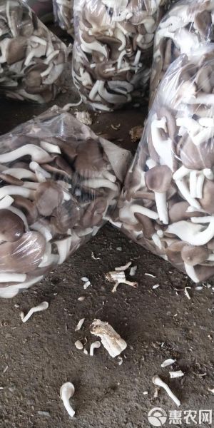 姬菇多少钱一斤_姬菇价格走势2024-第2张图片-山城妙识 姬菇多少钱一斤_姬菇价格走势2024-第2张图片-山城妙识