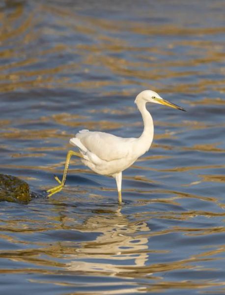 白鹭是几级保护动物_白鹭保护级别查询-第1张图片-山城妙识 白鹭是几级保护动物_白鹭保护级别查询-第1张图片-山城妙识