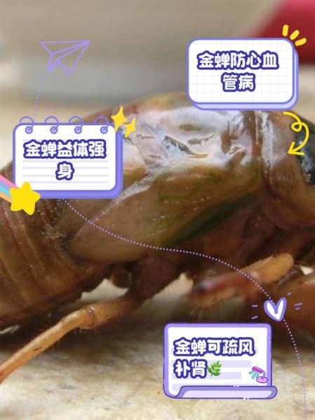 吃知了猴的禁忌_哪些人不能吃知了猴-第2张图片-山城妙识 吃知了猴的禁忌_哪些人不能吃知了猴-第2张图片-山城妙识