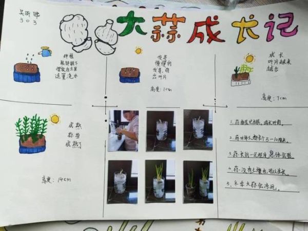 蒜苗怎么种_蒜苗种植方法步骤-第1张图片-山城妙识 蒜苗怎么种_蒜苗种植方法步骤-第1张图片-山城妙识