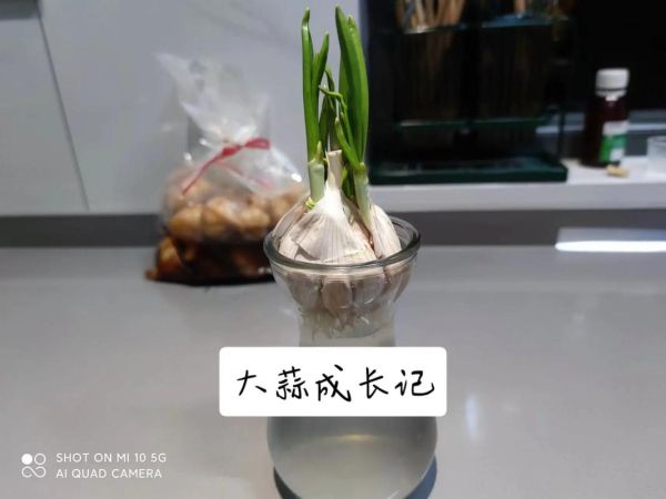 蒜苗怎么种_蒜苗种植方法步骤-第2张图片-山城妙识 蒜苗怎么种_蒜苗种植方法步骤-第2张图片-山城妙识