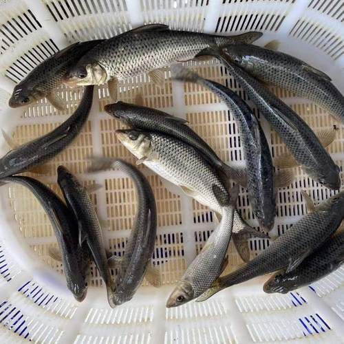 花骨鱼图片高清下载_花骨鱼怎么做好吃-第2张图片-山城妙识