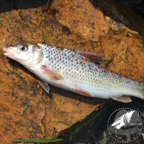 花骨鱼图片高清下载_花骨鱼怎么做好吃-第3张图片-山城妙识