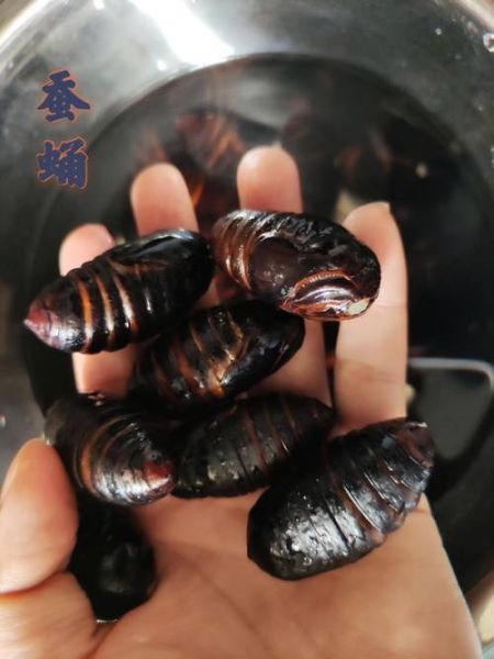 五香蚕蛹怎么做_五香蚕蛹的做法大全-第3张图片-山城妙识 五香蚕蛹怎么做_五香蚕蛹的做法大全-第3张图片-山城妙识