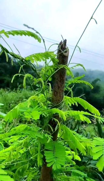 鸡骨草长什么样_鸡骨草图片大全大图-第2张图片-山城妙识