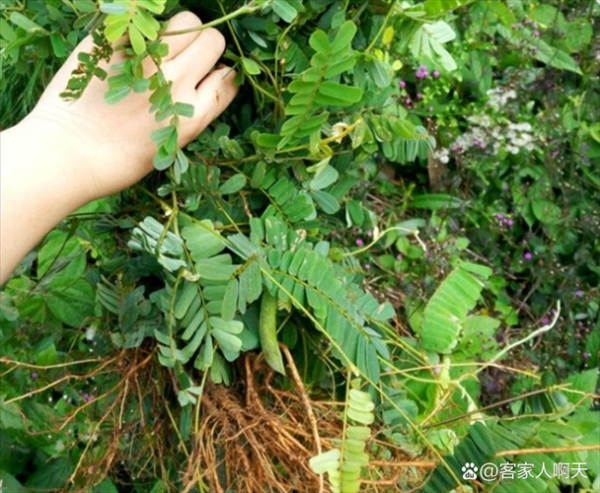 鸡骨草长什么样_鸡骨草图片大全大图-第1张图片-山城妙识