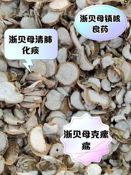 浙贝母的功效与作用_浙贝母怎么吃好-第1张图片-山城妙识
