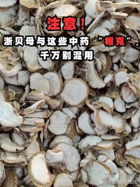 浙贝母的功效与作用_浙贝母怎么吃好-第2张图片-山城妙识