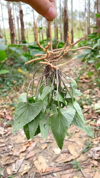 凤凰堇菜怎么养_凤凰堇菜和紫花地丁区别-第1张图片-山城妙识