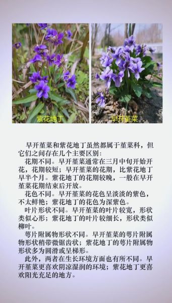 凤凰堇菜怎么养_凤凰堇菜和紫花地丁区别-第2张图片-山城妙识