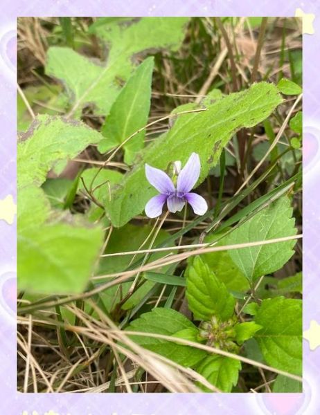 凤凰堇菜怎么养_凤凰堇菜和紫花地丁区别-第3张图片-山城妙识