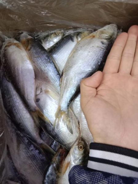 海鲫鱼营养价值_海鲫鱼图片怎么看新鲜-第2张图片-山城妙识 海鲫鱼营养价值_海鲫鱼图片怎么看新鲜-第2张图片-山城妙识