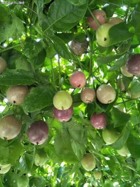 百果树怎么收费_百果树计费规则-第2张图片-山城妙识 百果树怎么收费_百果树计费规则-第2张图片-山城妙识