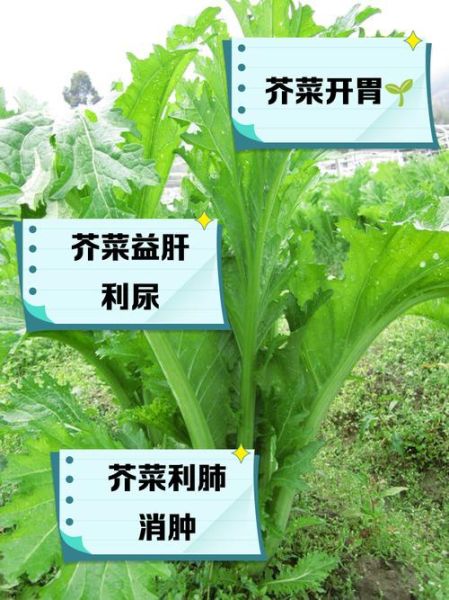 芥菜的营养价值及功效与作用_芥菜怎么吃最健康-第1张图片-山城妙识 芥菜的营养价值及功效与作用_芥菜怎么吃最健康-第1张图片-山城妙识